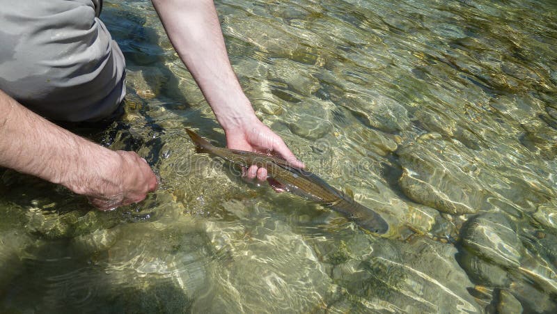 A Grayling Fish Being Released Back into a River on the Soca River ...