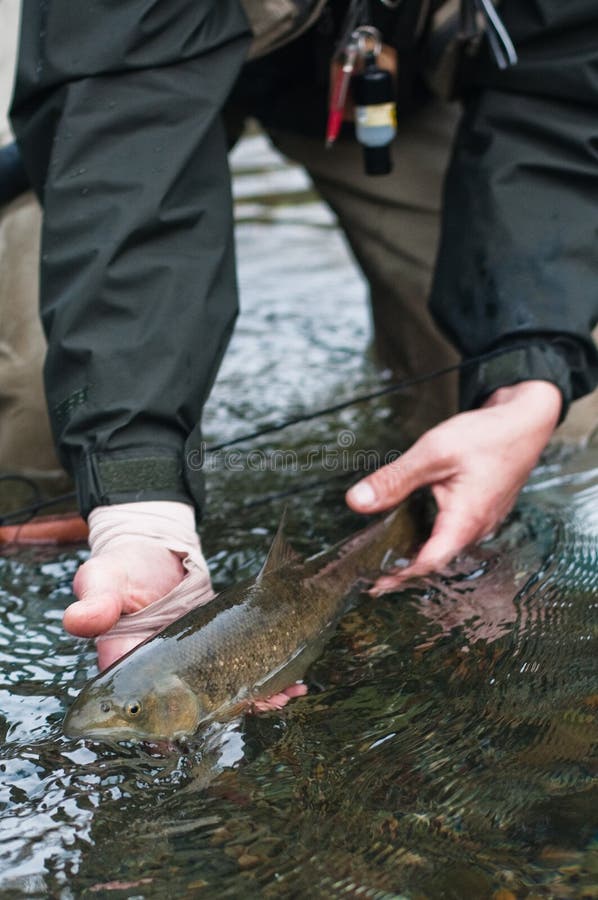 Catch and Release: Fishes Tail Stock Image - Image of fishing, stream ...