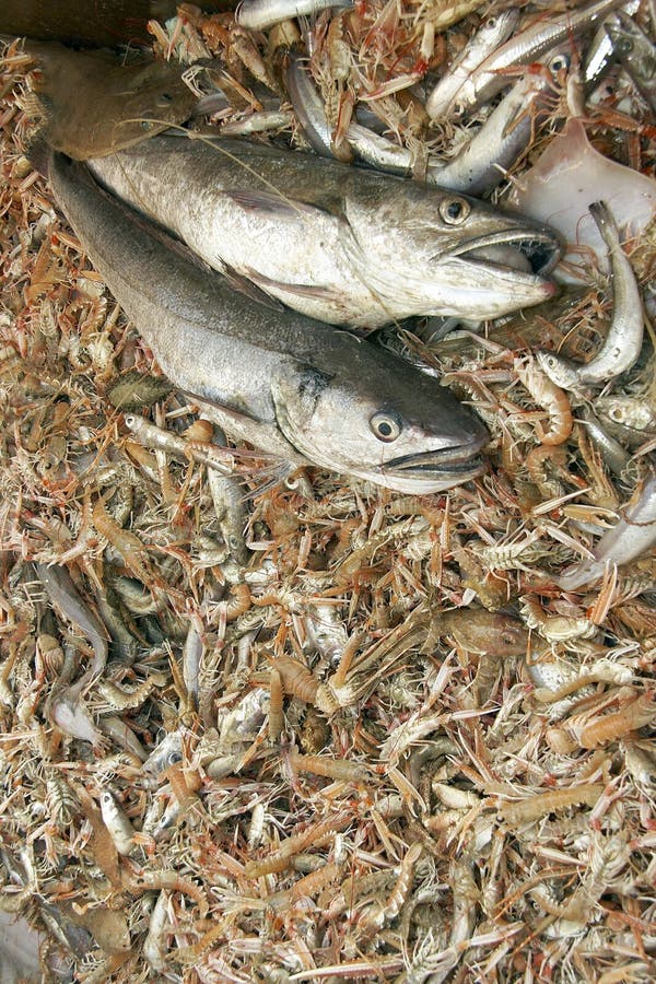 Catch at sea stock image. Image of shell, classical, shellfish - 23703179