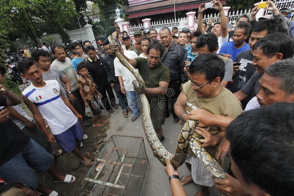 Catch snakes editorial image. Image of people, indonesia - 40385105