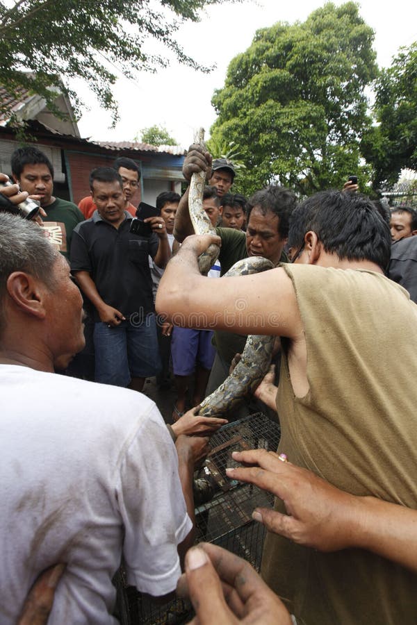 Catch snakes editorial photo. Image of phyton, central - 40385106