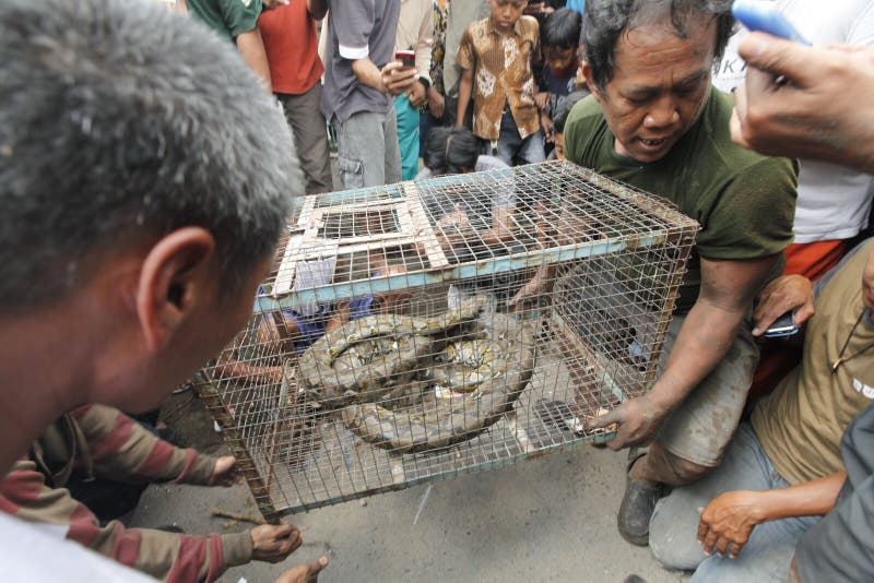 Catch snakes editorial stock photo. Image of phyton, reptil - 40385108