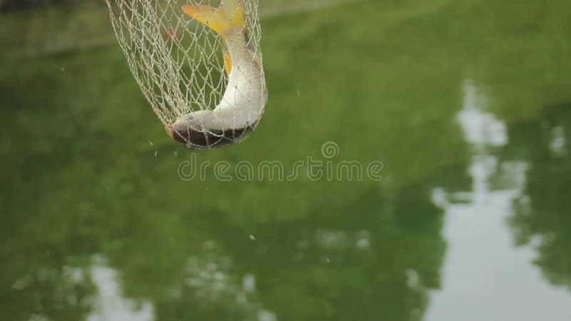Catch a struggling fish stock footage. Video of catch - 126846222