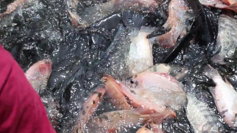 Catch Tilapia by Hand. Catching Fish in Nets Stock Footage - Video of ...