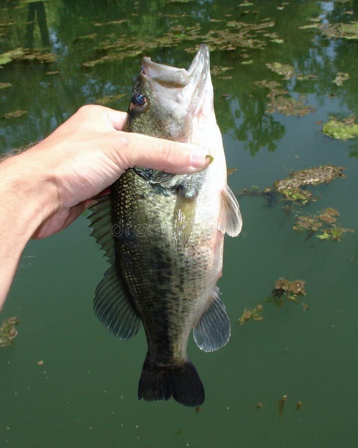 Catch two stock photo. Image of water, fish, marine, swim - 838966