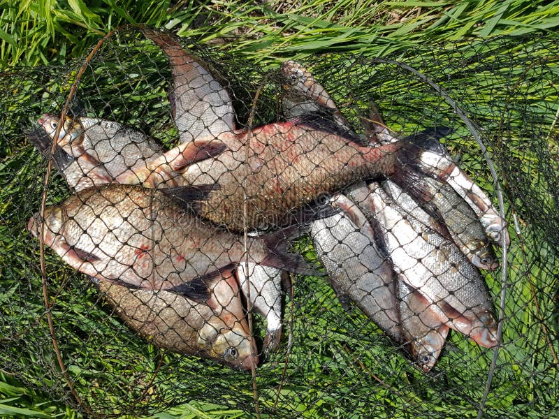 Catch of Various Fish in the Cage Stock Photo - Image of pile, alive ...