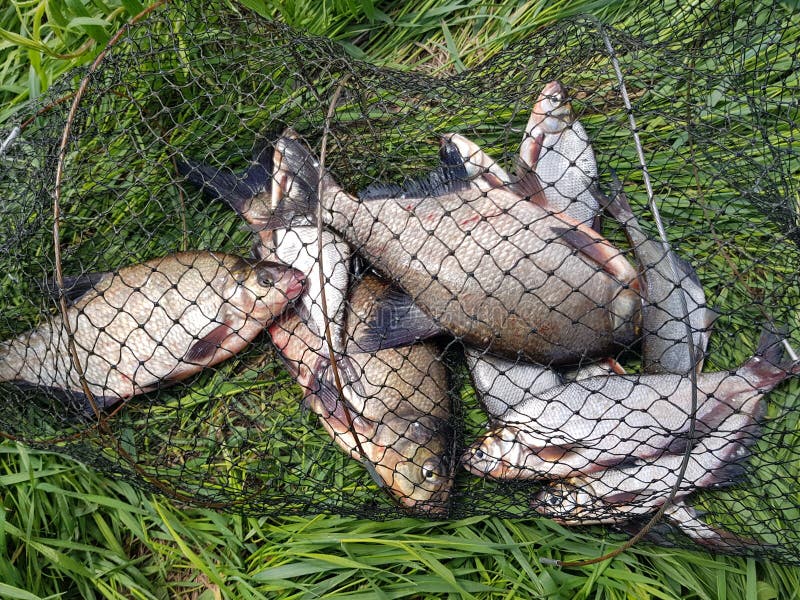 Catch of Various Fish in the Cage Stock Photo - Image of market ...