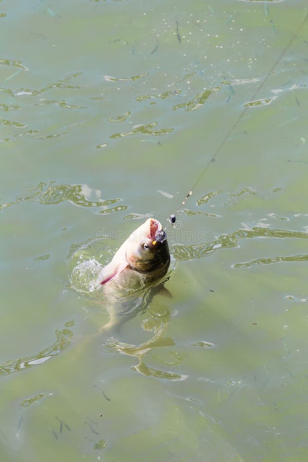 Catched Fish on a Hook at River Stock Image - Image of fish, background ...