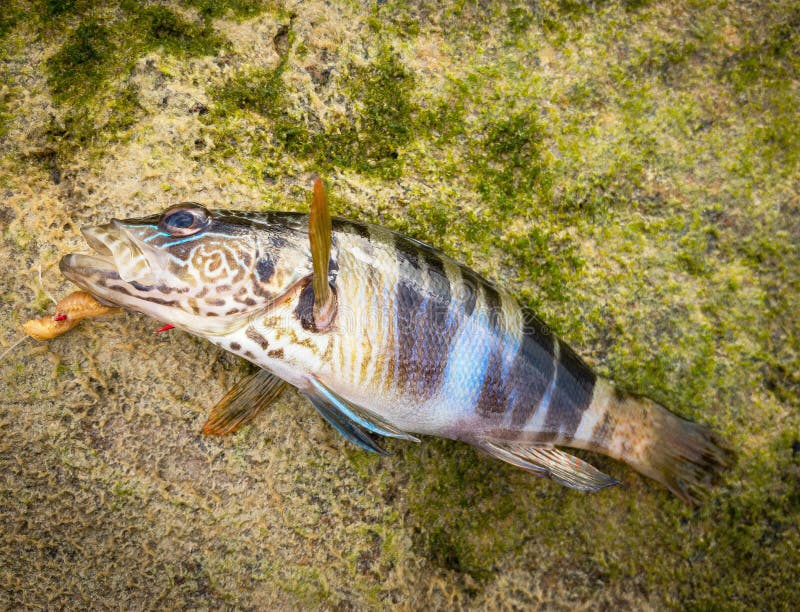 Midterrenian Zebra Grupper Serranus Scriba Stock Photo - Image of catch ...