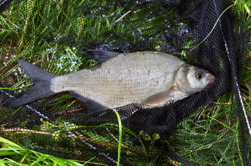 Catched Asp Ryba W Wodzie Po?owu T?o Zdjęcie Stock - Obraz złożonej z ...