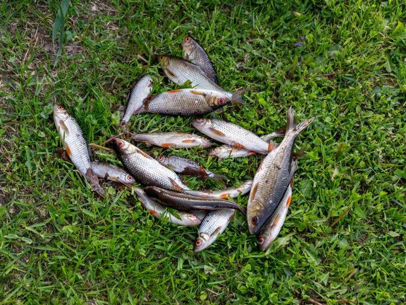 Catcher Green Grass, Fish of Different Sizes Stock Photo - Image of ...