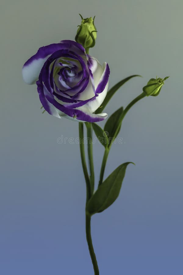 A Catchfly Prairie Gentian stock image. Image of celebration - 276863297