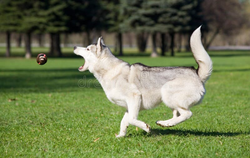 Catching a ball stock photo. Image of young, playful, mammal - 9332414