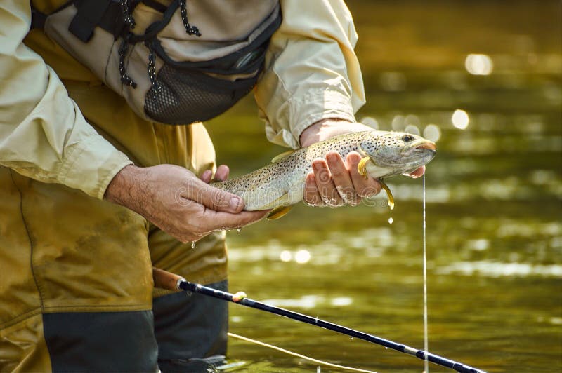 Catching a brown trout stock photo. Image of angler - 183631382