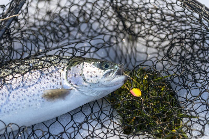 Catching a Brown Trout in the River Stock Photo - Image of fish, united ...