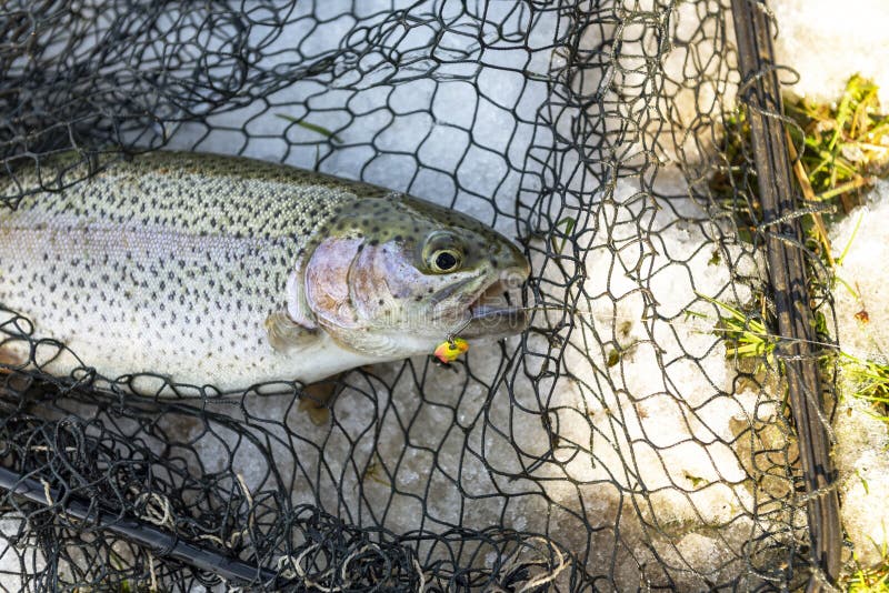 Catching a Brown Trout in the River Stock Image - Image of equipment ...