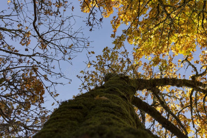 Catching Fall in the park stock image. Image of trees - 162426873