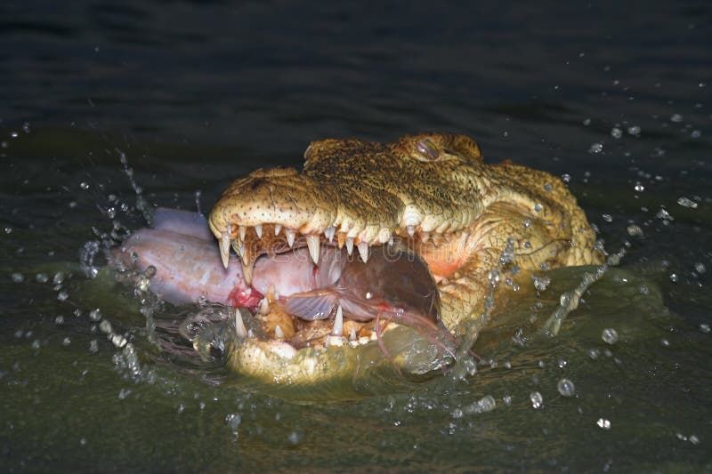 Crocodile eating fish stock image. Image of carnivorous - 10727113