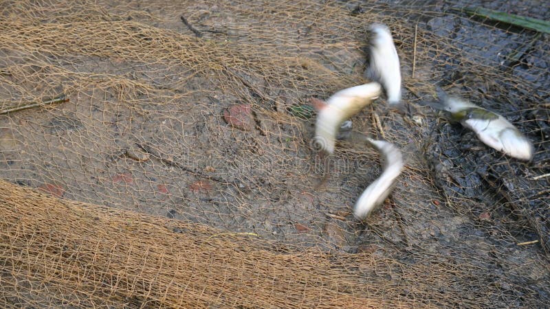 Catching Fish in a Pond with a Net. Stock Video - Video of farm, india ...