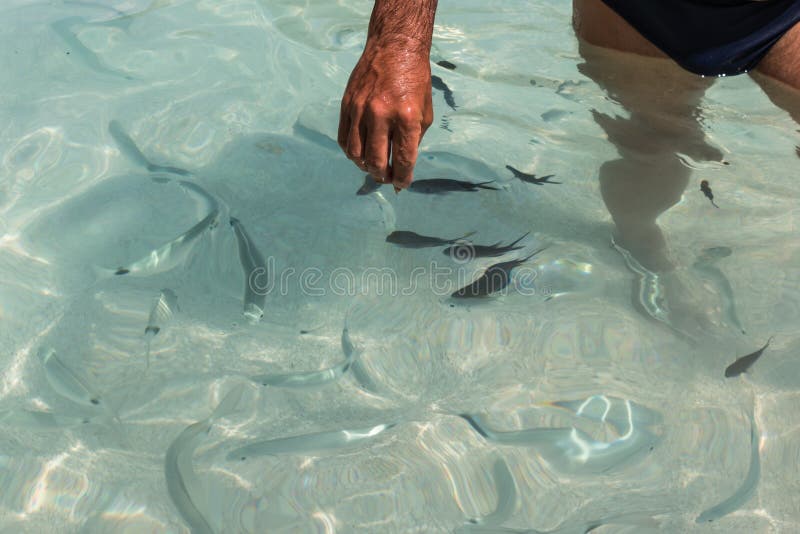 Catching Fishes in Transparent Sea with Bare Hands Stock Photo - Image ...