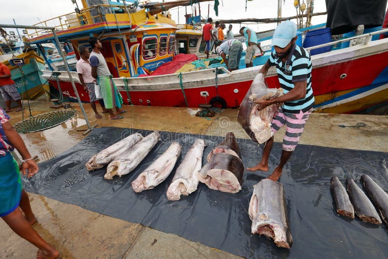 Catching Fresh Fish in the Port of Matara in Sri Lanka Editorial Photo ...