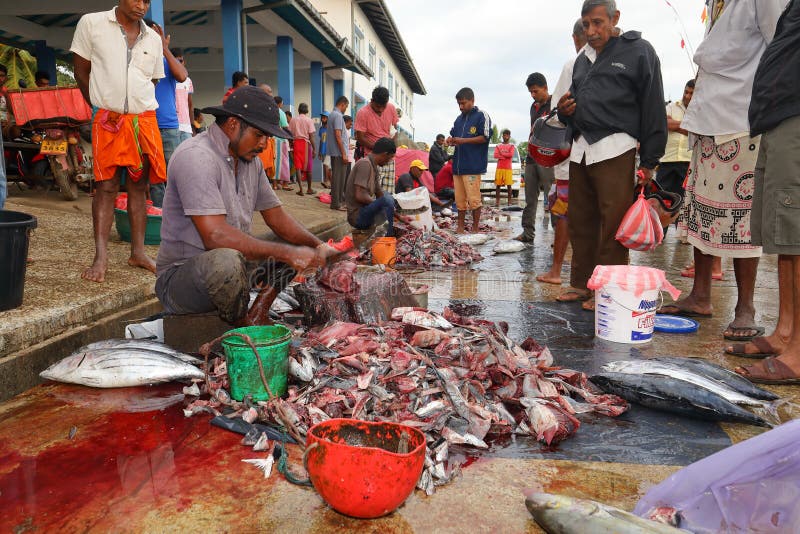 Catching Fresh Fish in the Port of Matara in Sri Lanka Editorial Stock ...