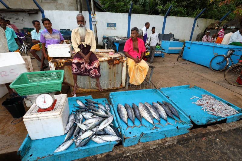 Catching Fresh Fish in the Port of Matara in Sri Lanka Editorial Image ...