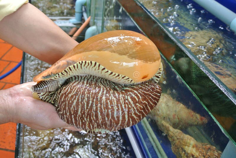 Catching Fresh Live Giant Sea Shell in Tank by Hands Stock Photo ...