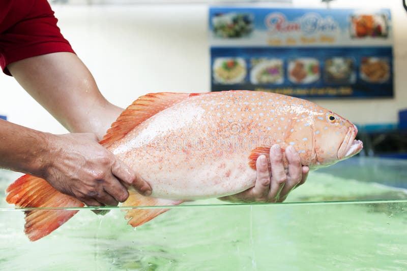 Catching Fresh Live Grouper Fish in Tank by Hands Stock Image - Image ...