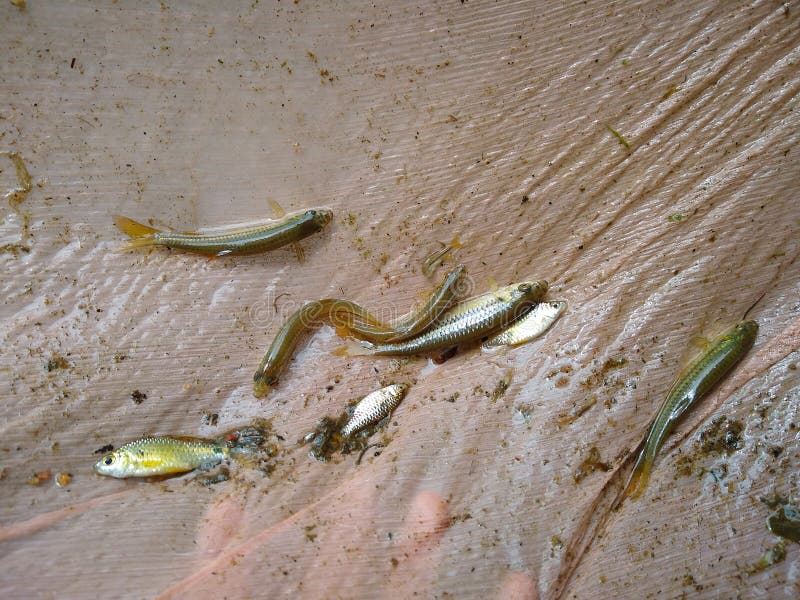 Catching Freshwater Fish Using Cloth Stock Photo - Image of cloth ...