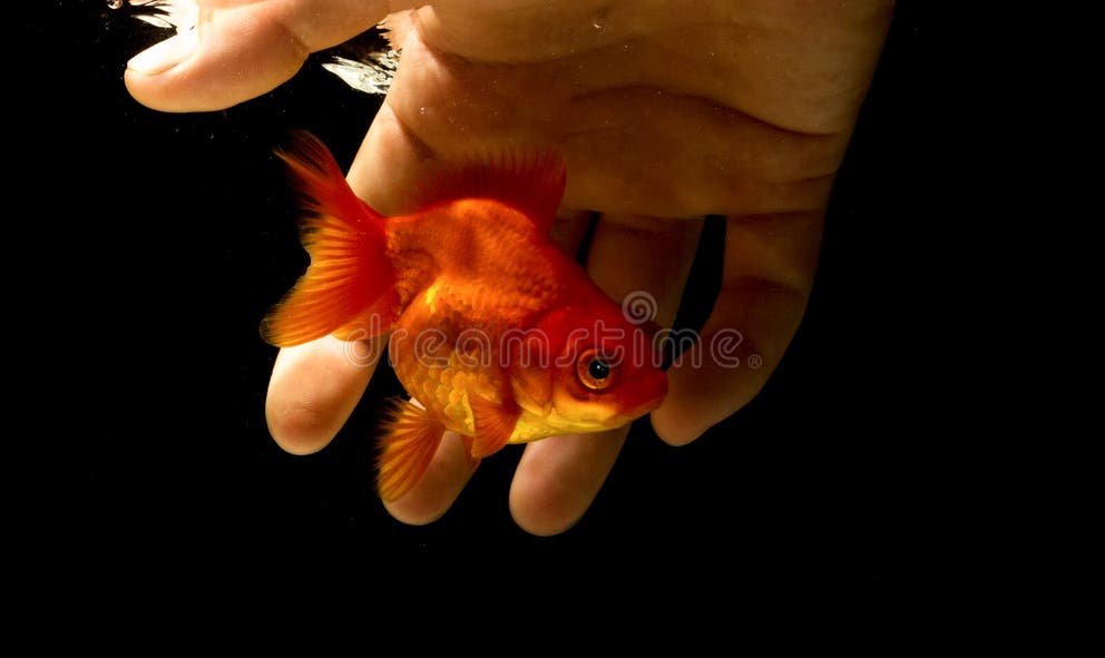 Catching a Goldfish Underwater with a Bare Hand,Catch Goldfish B Stock ...