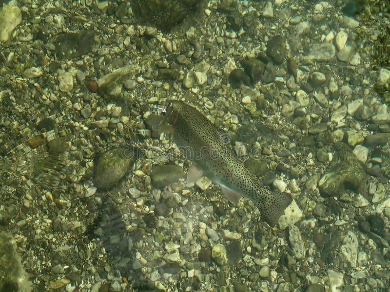 Catching a rainbow stock image. Image of catch, rainbow - 12410559