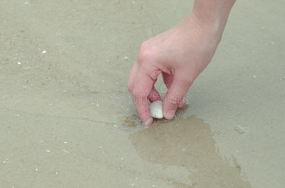 Catching Shells on the Beach Stock Photo - Image of hand, shell: 138123764