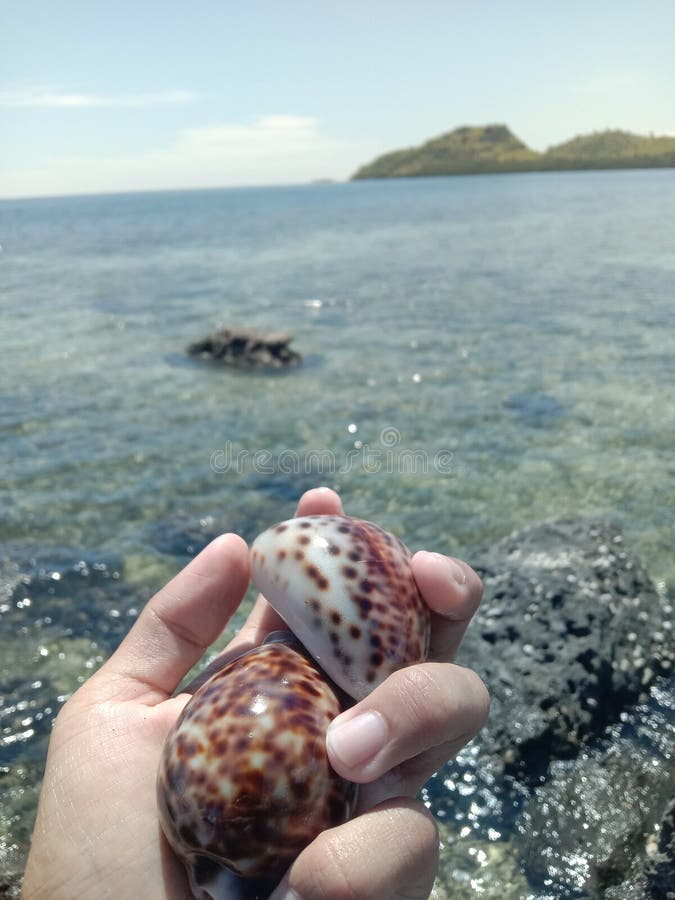 Catching Shells on the Shore Stock Photo - Image of animal, coast ...