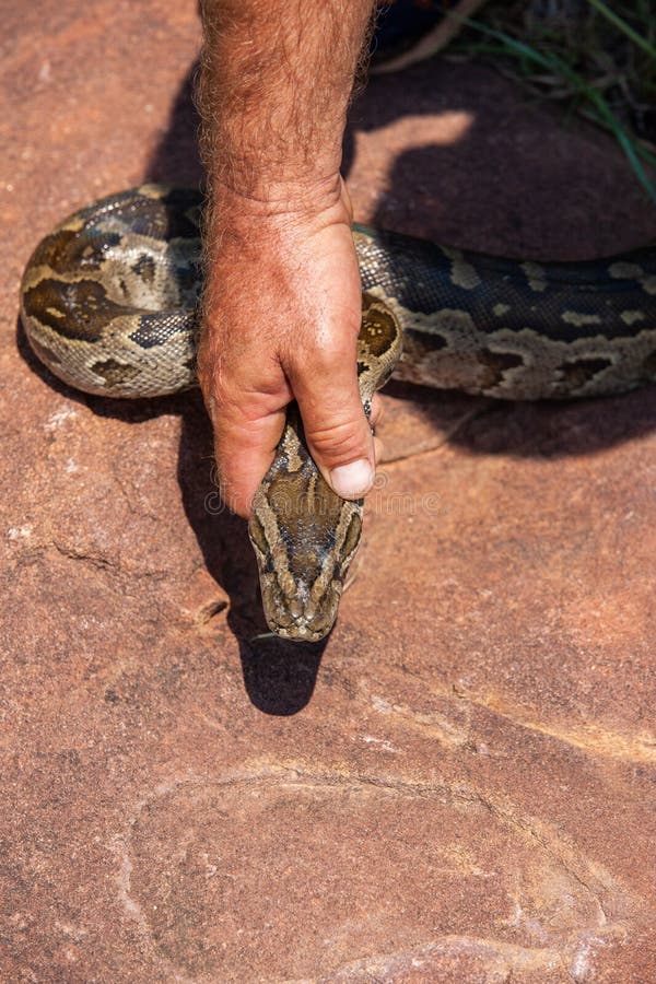 Catching the snake stock photo. Image of outdoor, caucasian - 191601698