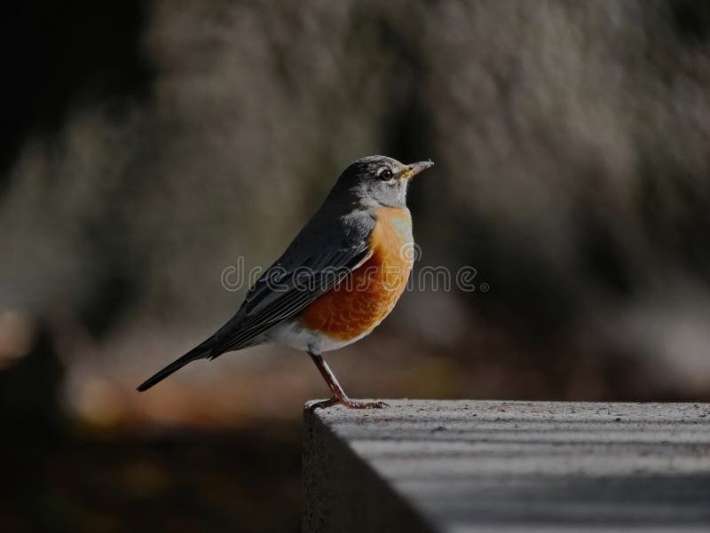 Catching some rays stock photo. Image of catch, catches - 138942828