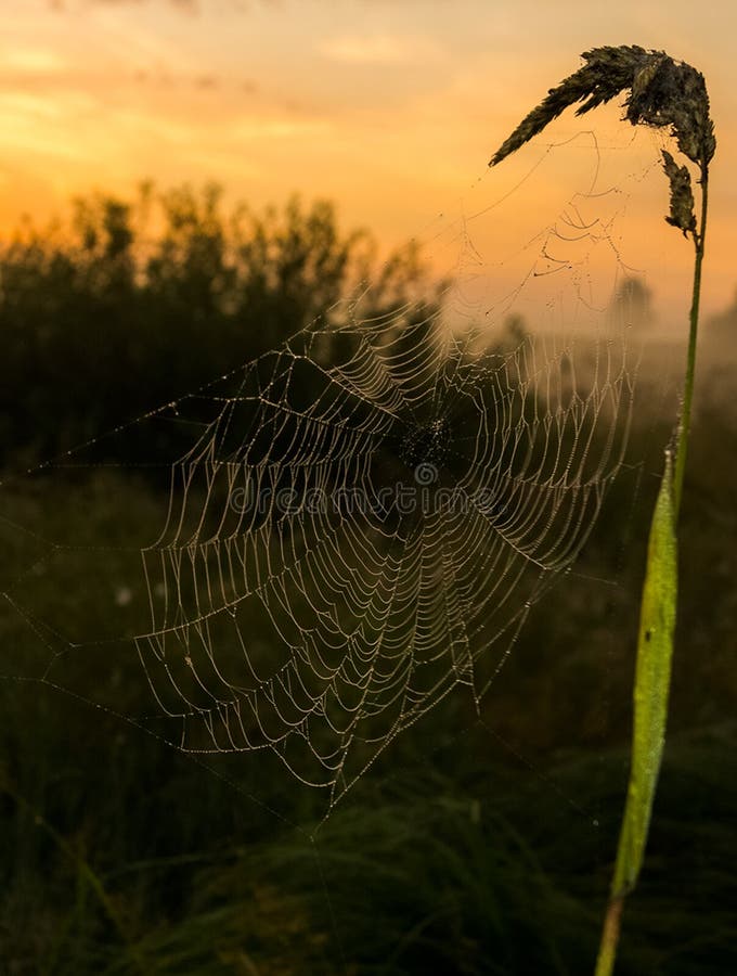 Catching a Spider Net in Grass Against the Sunset. Beautiful Nature in ...
