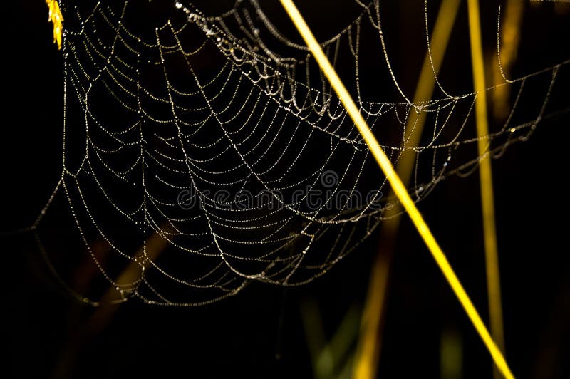Catching a Spider Net in Grass Against the Sunset. Beautiful Nature in ...