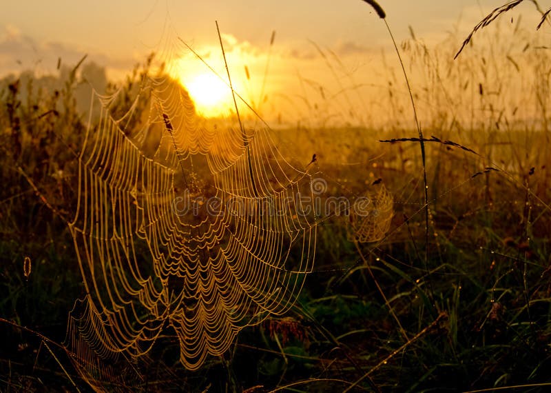 Catching a Spider Net in Grass Against the Sunset. Beautiful Nature in ...