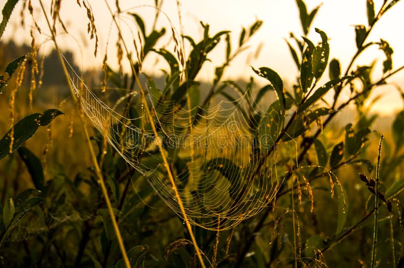 Catching a Spider Net in Grass Against the Sunset. Beautiful Nature in ...