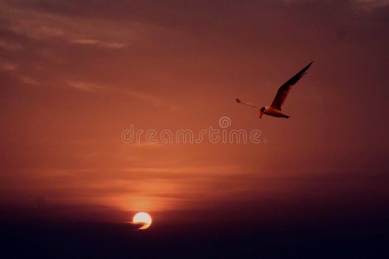 Catching the sun stock image. Image of sunset, nature - 209469615