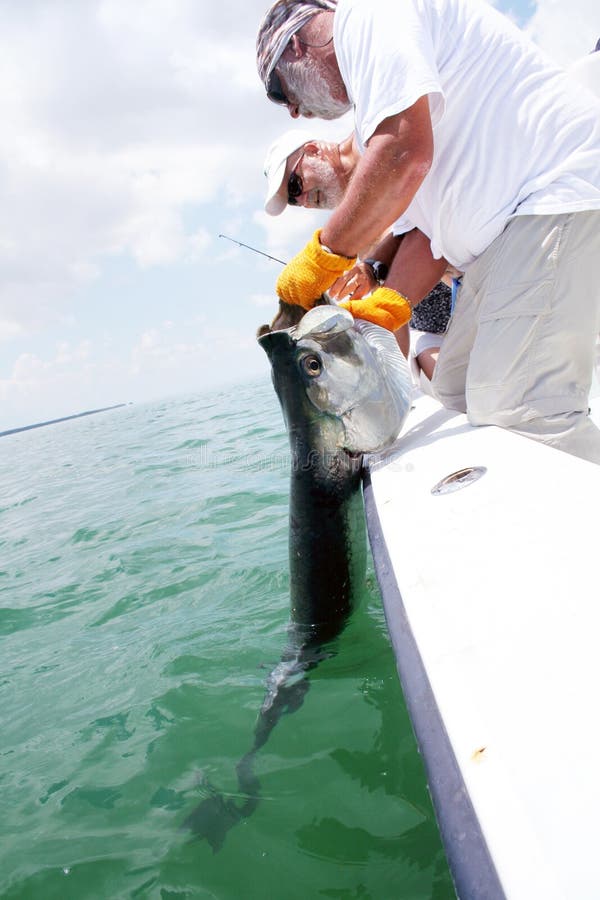 Tarpon Fish Jumping Out of Water Stock Image - Image of water, ocean ...