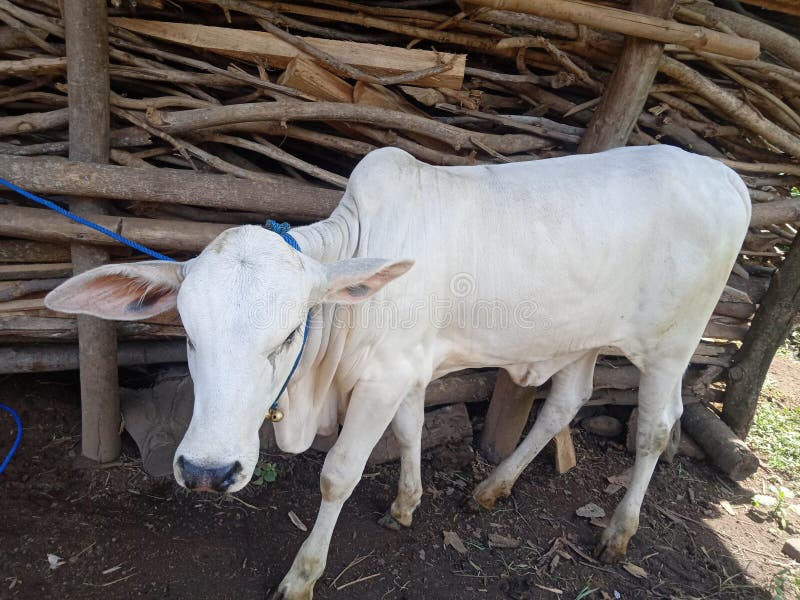 Catching wild cattle stock image. Image of wildlife - 356245855