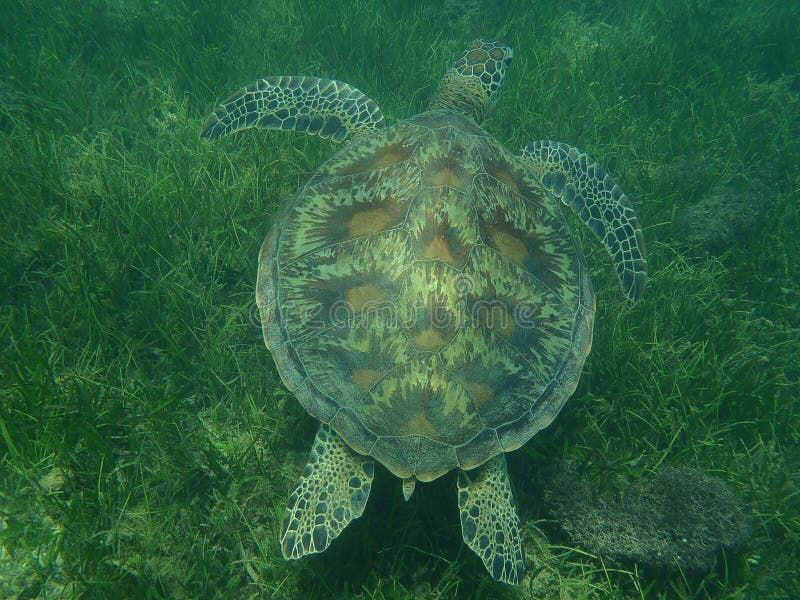 Catching Wild Turtle Great Barrier Reef in Australia Stock Photo ...