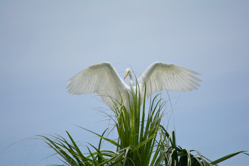 Catching Wind stock image. Image of wind, egretta, young - 75122147