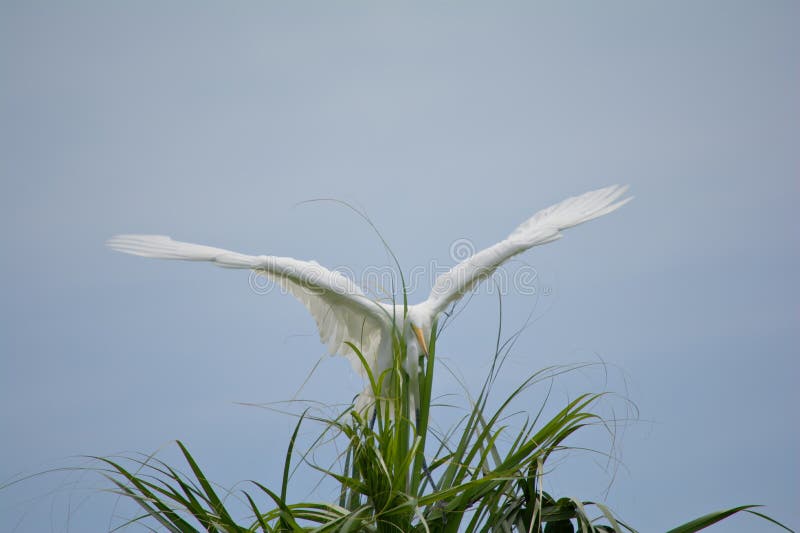Catching Wind 2 stock image. Image of young, thula, learning - 75122183