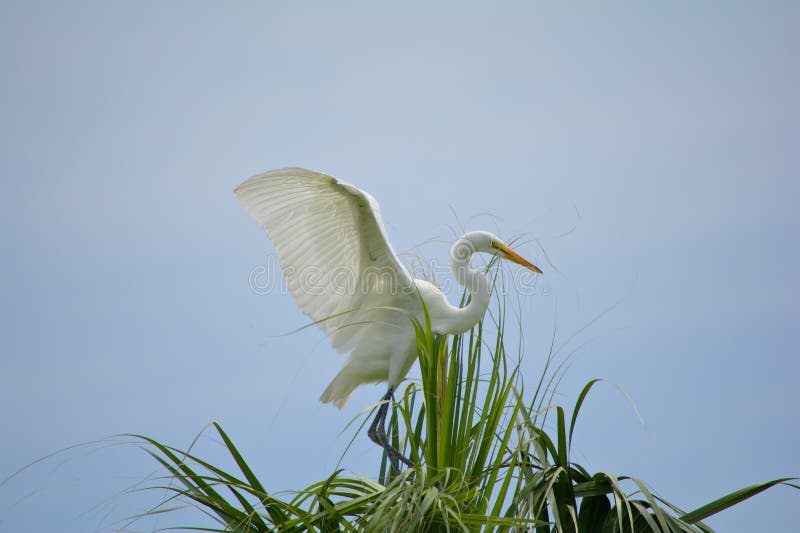 Catching Wind stock image. Image of flying, flight, young - 75122279