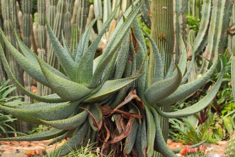 Catcus植物 库存图片. 图片 包括有 仙人掌, 维拉, 制作, 医学, 类型, 工厂, 使用, 这个 - 95051279