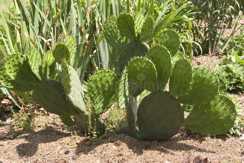 Catcus obraz stock. Obraz złożonej z ogrodnictwo, wiosna - 31566489