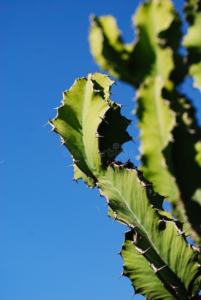 Catcus Garden Stock Photos - Free & Royalty-Free Stock Photos from ...